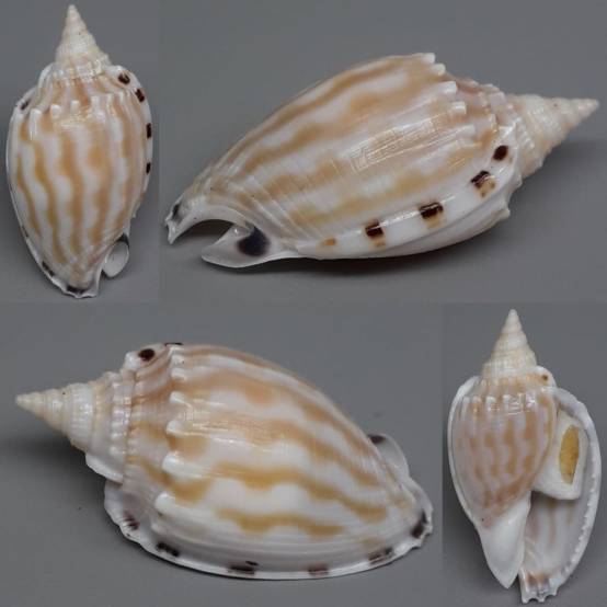 shellauction.net :: Phalium fimbria - 3819616