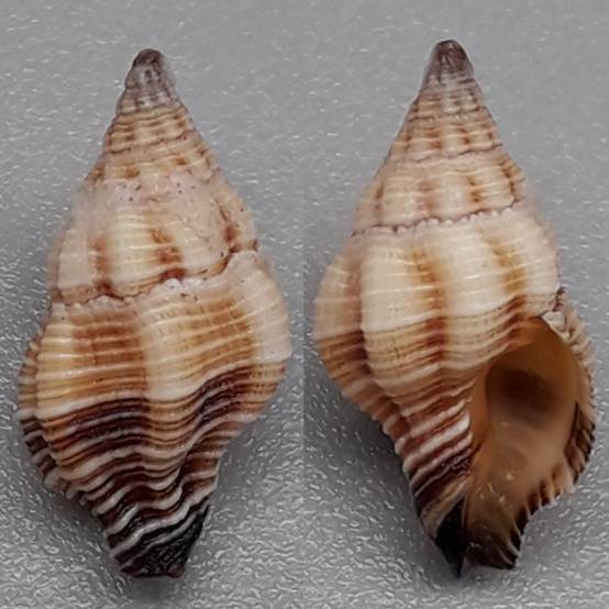 shellauction.net :: Latirus walkeri - 3819842
