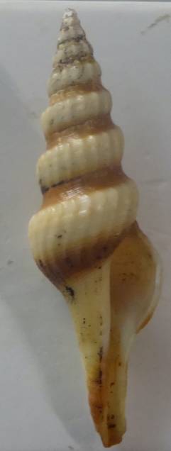 shellauction.net :: Fusiturris similis - 3820666