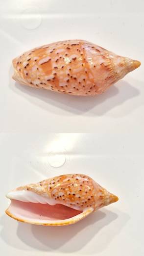 shellauction.net :: Cymbiola complexa nielseni - 3820714