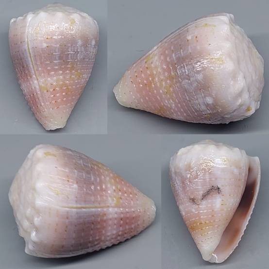 shellauction.net :: Conus miliaris - 3821510
