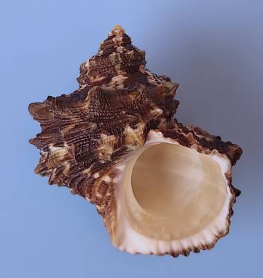 shellauction.net :: Turbo radiatus - 3821563