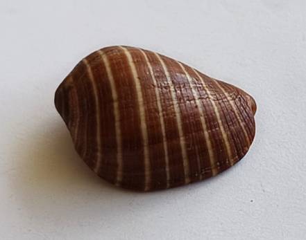 shellauction.net :: Vexilla taeniata - 3821646