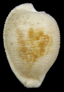 shellauction.net :: Cypraea capensis cinerea - 3821647