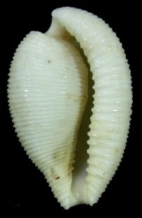 shellauction.net :: Cypraea capensis cinerea - 3821647