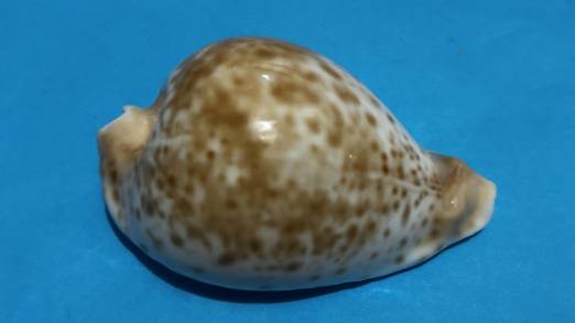 shellauction.net :: Cypraea hesitata form bedomei - 3821705