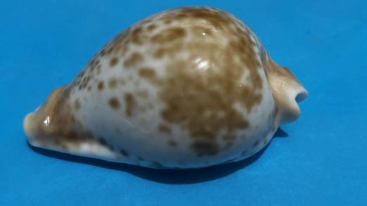 shellauction.net :: Cypraea hesitata form bedomei - 3821705