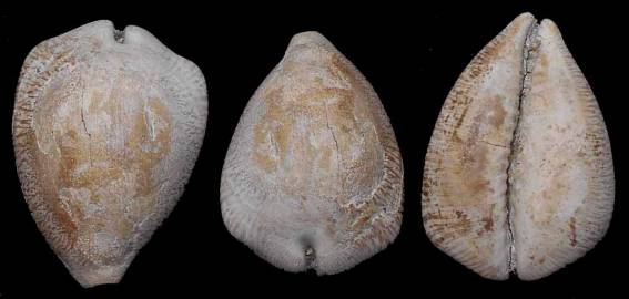 shellauction.net :: Barycypraea species - 3821804