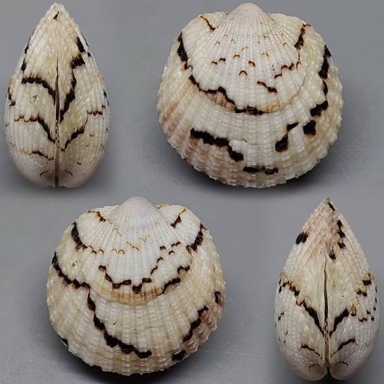 shellauction.net :: Tucetona pectinata - 3822029