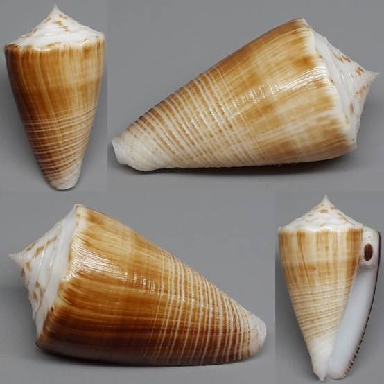 shellauction.net :: Conus bocki - 3822147
