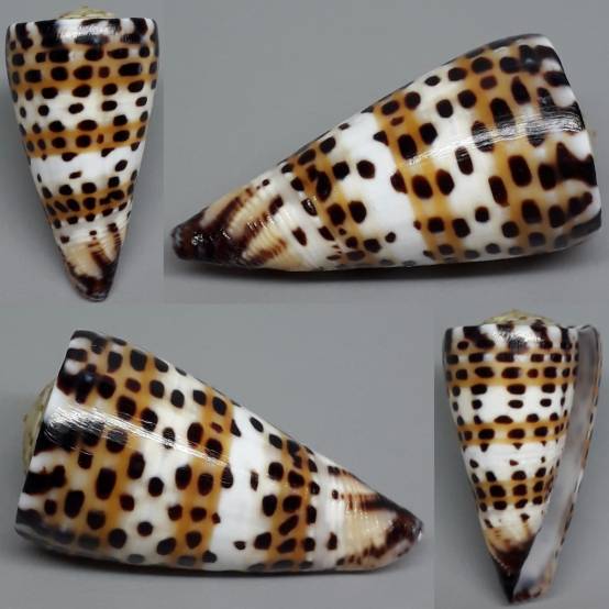 shellauction.net :: Conus litteratus - 3822186
