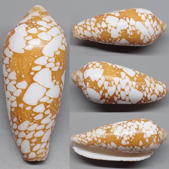 shellauction.net :: Conus episcopatus - 3823866