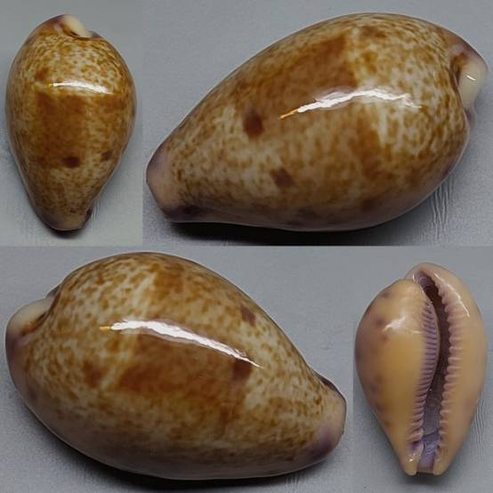 shellauction.net :: Contradusta walkeri - 3823937