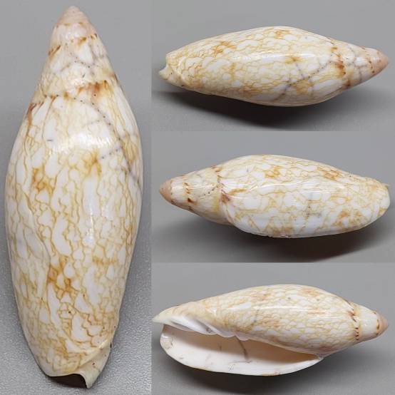 shellauction.net :: Amoria turneri - 3824064