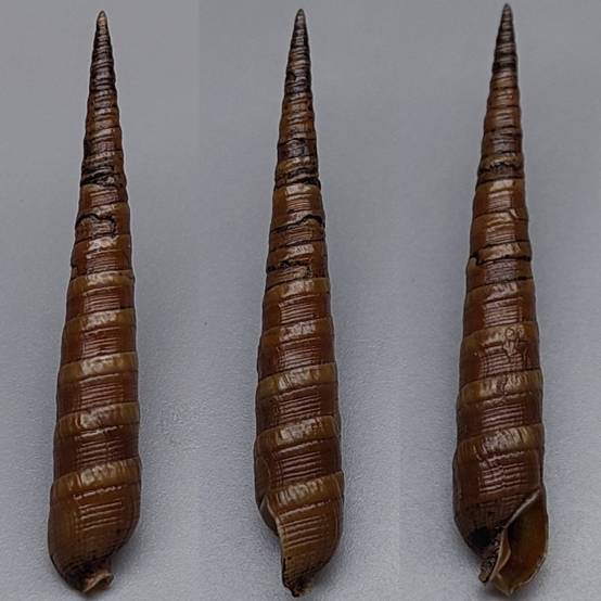 shellauction.net :: Terebra sp. - 3824132
