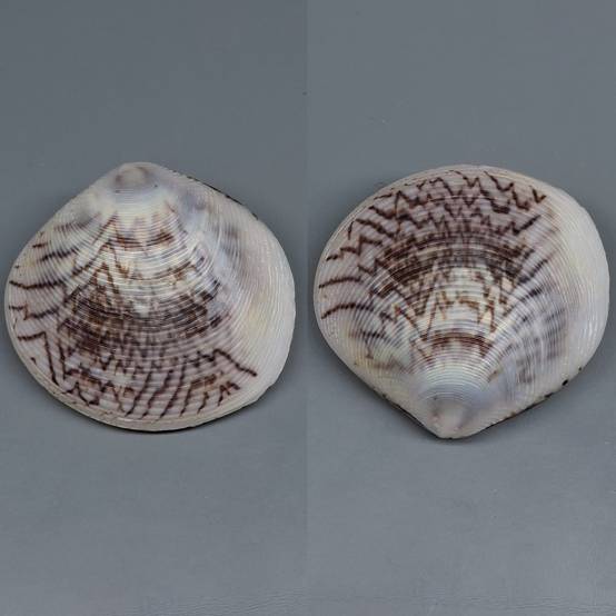 shellauction.net :: Circe plicatina - 3824265