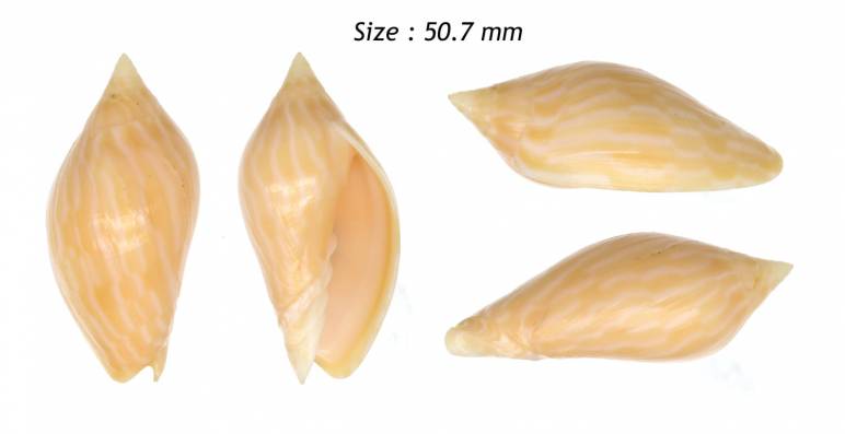 shellauction.net :: Amoria lineola - 3824462