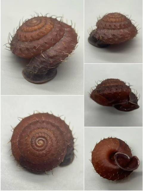 shellauction.net :: Moellendorffia eastlakeana - 3824607