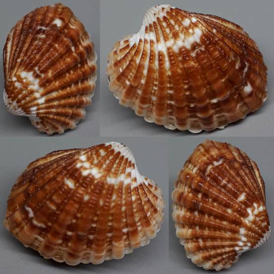 shellauction.net :: Cardita laticostata - 3824709