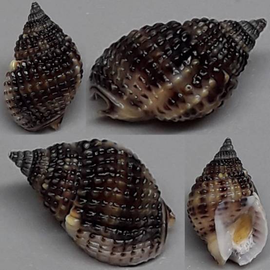 shellauction.net :: Nassarius sp. - 3824776