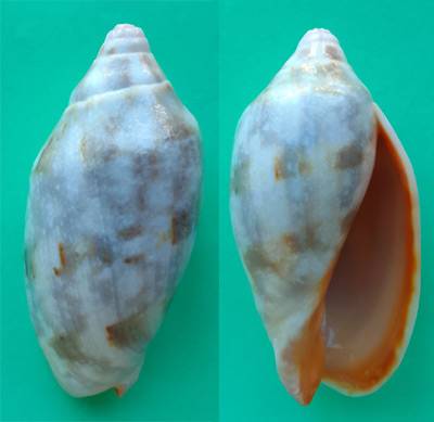 shellauction.net :: Cymbiola rutila - 3825320