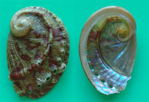 shellauction.net :: Haliotis parva - 3825329