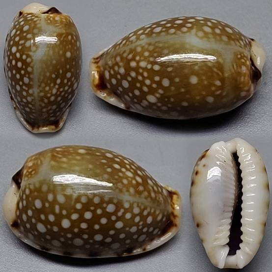 shellauction.net :: Naria labrolineata - 3826289