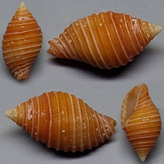 shellauction.net :: Pollia subcostata - 3826459