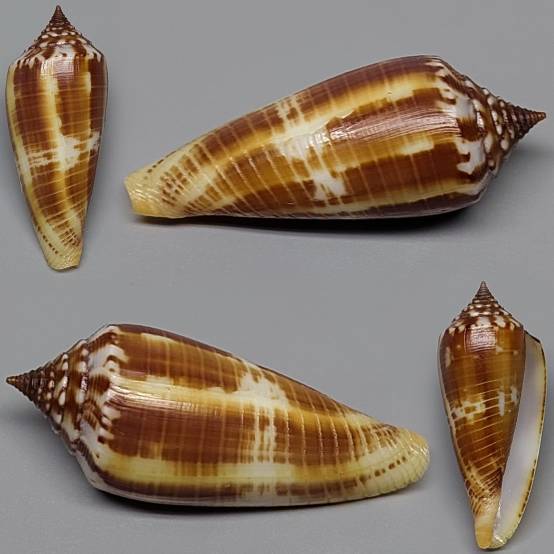 shellauction.net :: Conus ochroleucus - 3826662