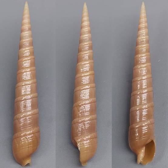 shellauction.net :: Terebra sp. - 3827120