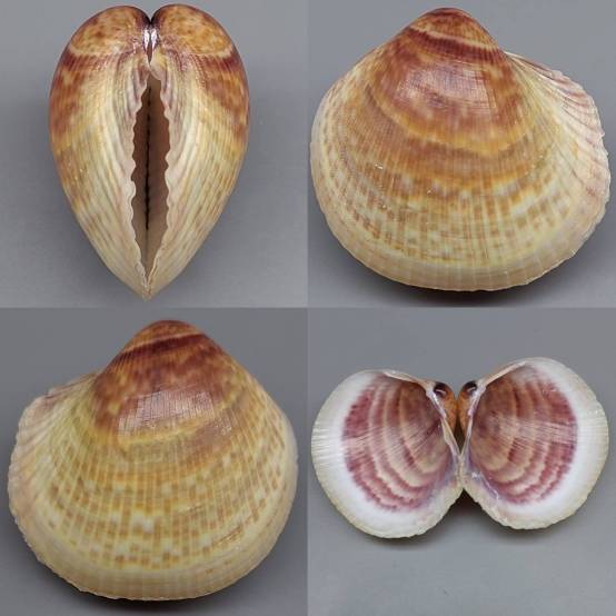 shellauction.net :: Fulvia sp. - 3827303