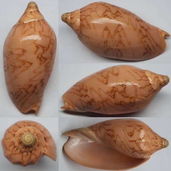 shellauction.net :: Cymbiola mariaemma - 3827550