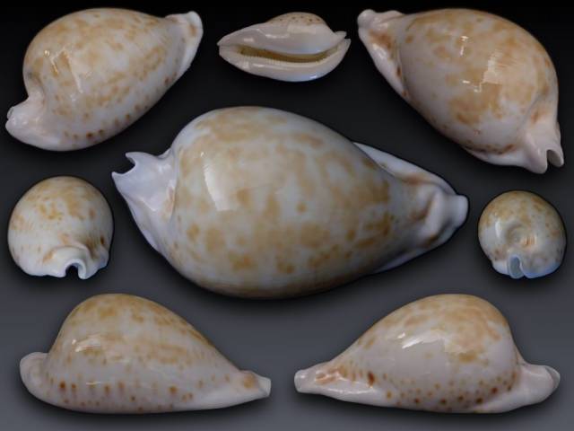 shellauction.net :: Umbilia hesitata hesitata - 3827684