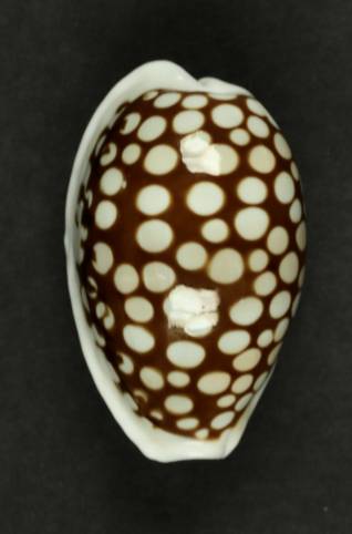 shellauction.net :: Cypraea comma comma - 3827743
