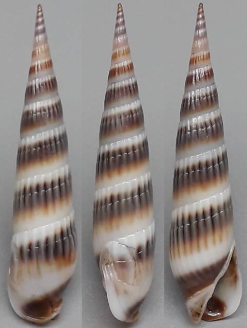 shellauction.net :: Hastula bacillus - 3828058