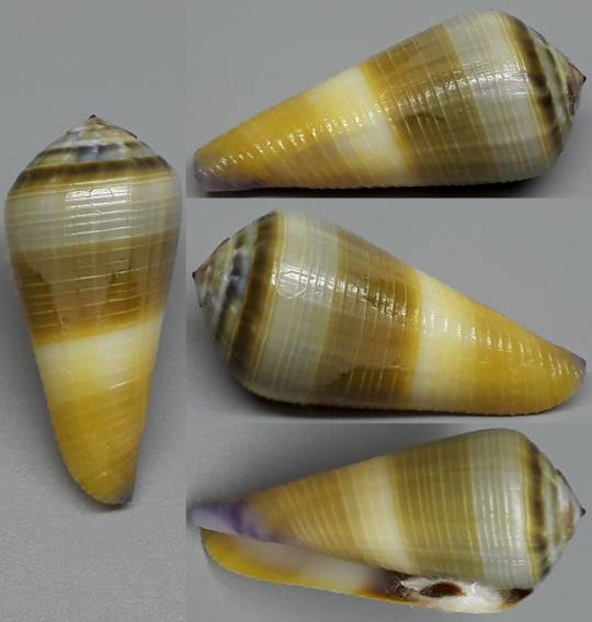shellauction.net :: Conus terebra - 3828079