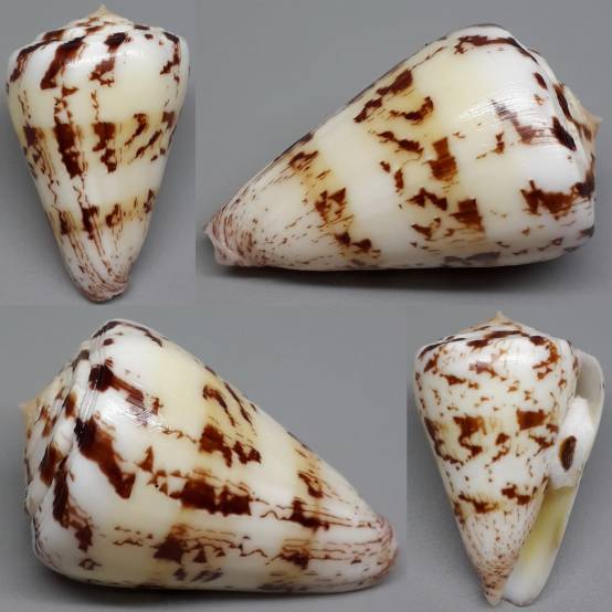 shellauction.net :: Conus caracteristicus - 3828083