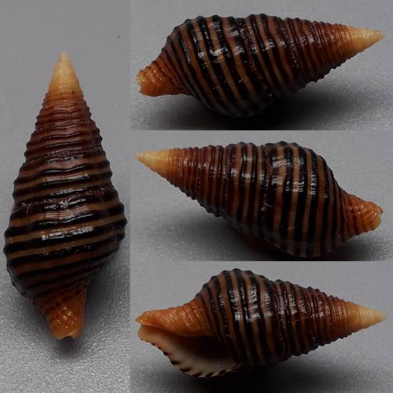 shellauction.net :: Latirus turritus - 3828164