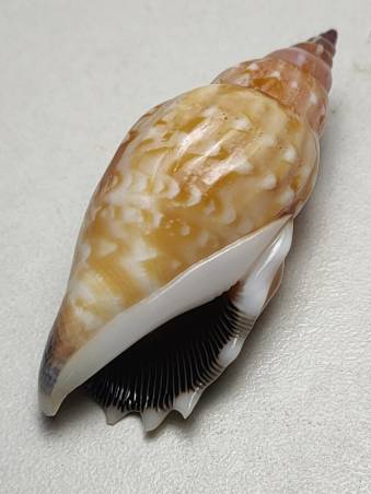shellauction.net :: Strombus species - 3828235