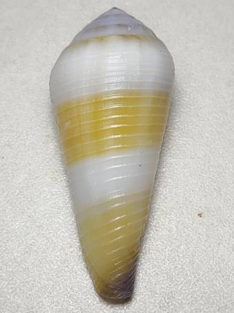 shellauction.net :: Conus terebra - 3828390