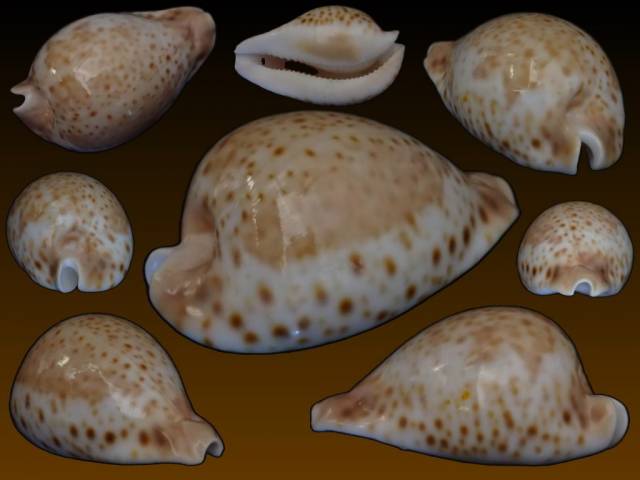 shellauction.net :: Umbilia hesitata f. beddomei - 3828770