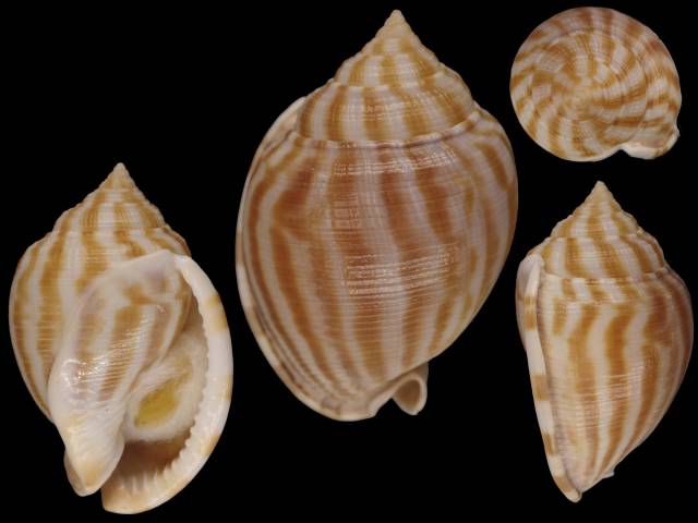 shellauction.net :: Phalium flammiferum breviculum - 3829036