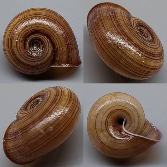 shellauction.net :: Chloritis circumdata - 3829074