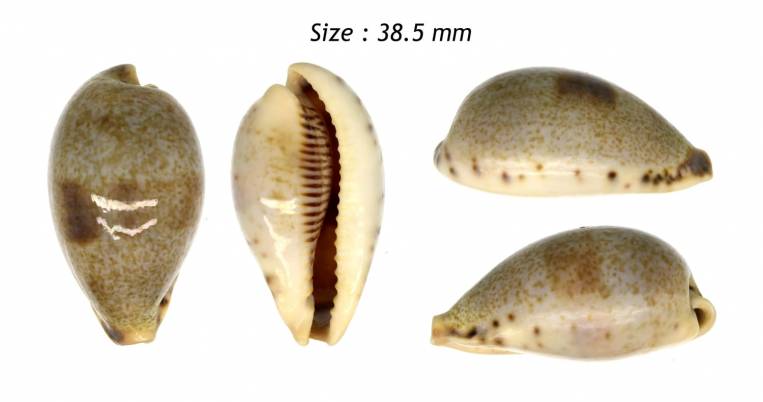 shellauction.net :: Erronea pyriformis carnicolor - 3829246