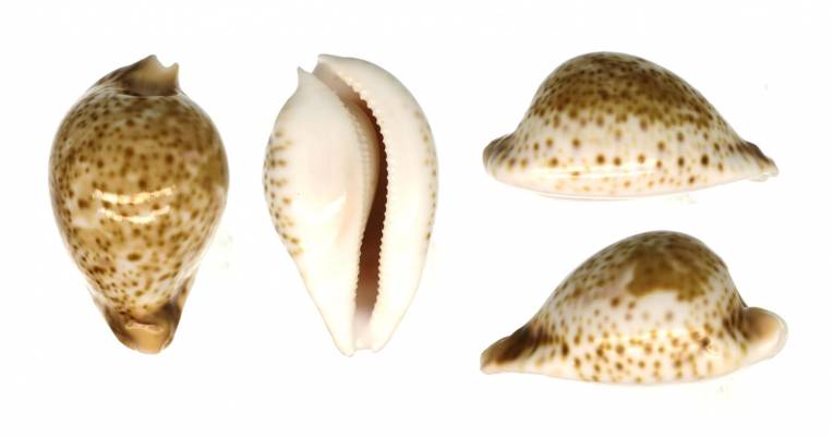 shellauction.net :: Umbilia hesitata - 3829255
