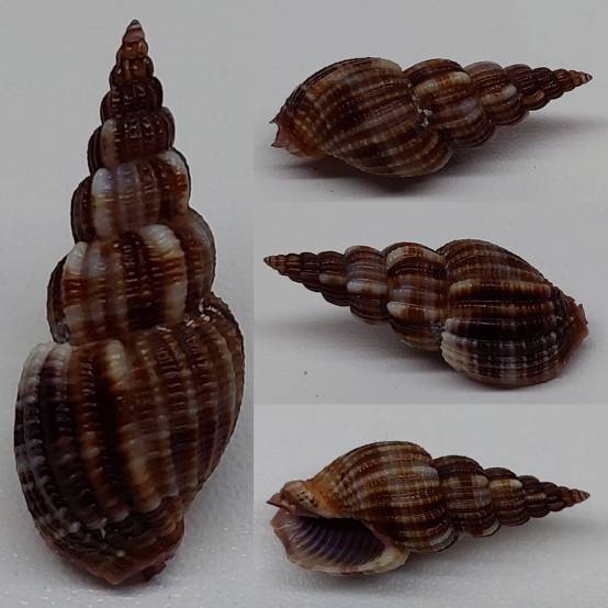 shellauction.net :: Phos roseatus - 3829876