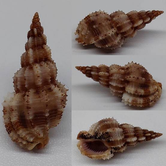 shellauction.net :: Phos muriculatus - 3829877