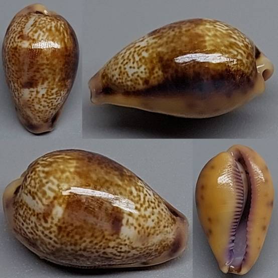 shellauction.net :: Contradusta walkeri - 3829967