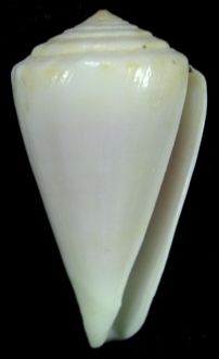 shellauction.net :: Conus sazanka - 3829974