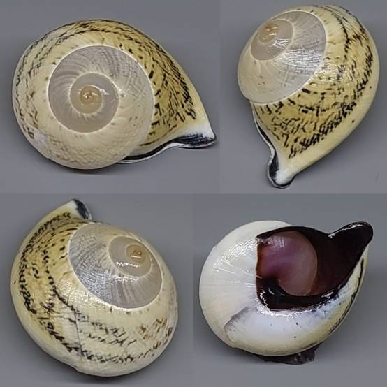 shellauction.net :: Rhynchotrochus fridolina - 3830151